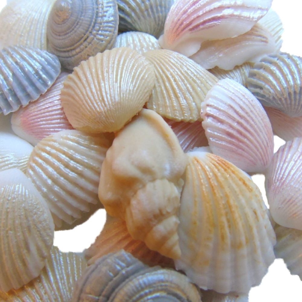 Shell Cupcake Toppers | Shell Cake Toppers – Beautifully Handmade UK